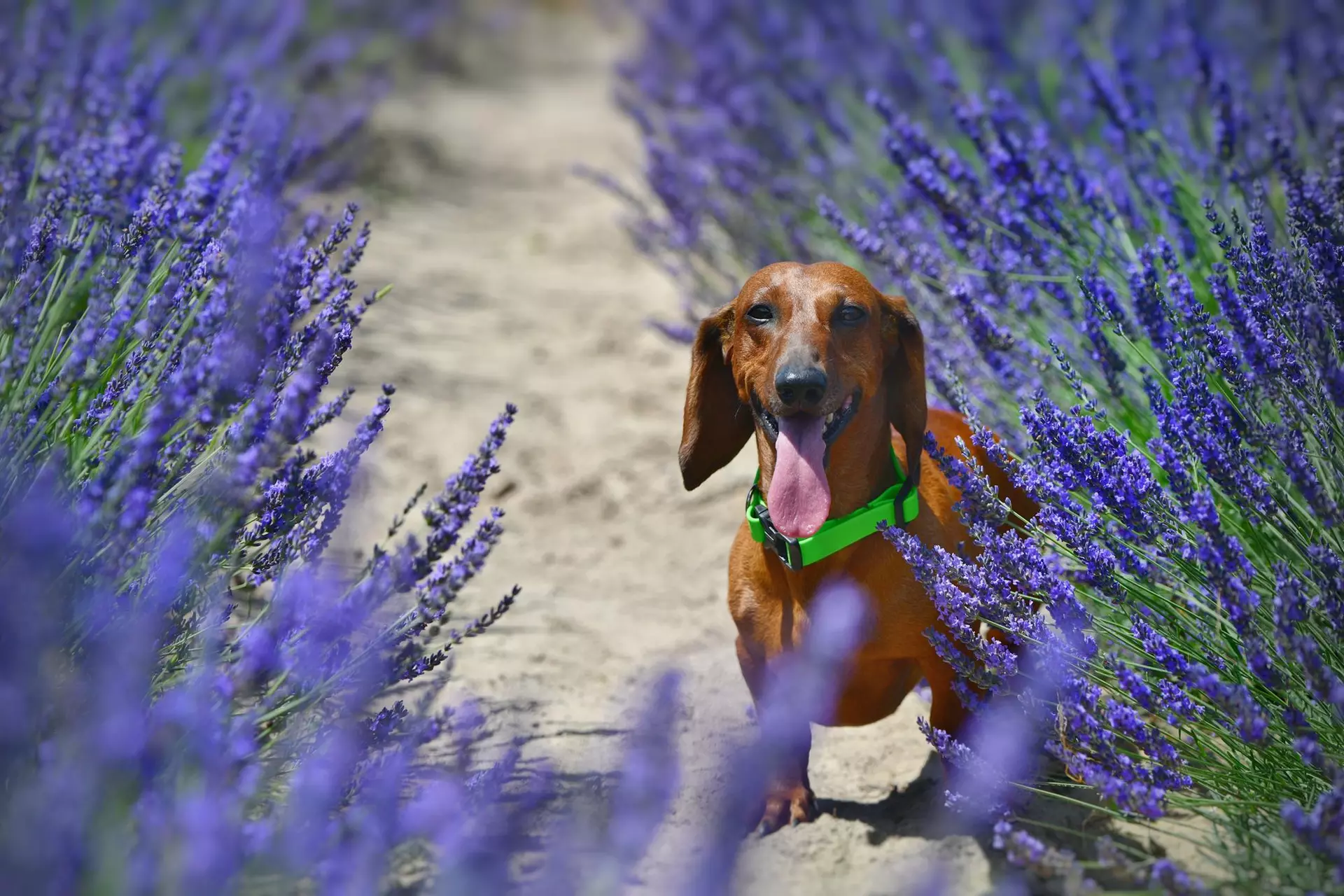 Career Opportunities in Nacogdoches, TX | Nacogdoches Animal Hospital